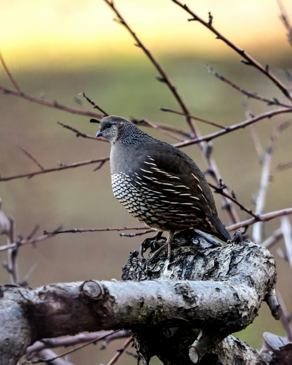 Quail as Pets: Complete Care Guide, Costs, Egg Production & Benefits ...