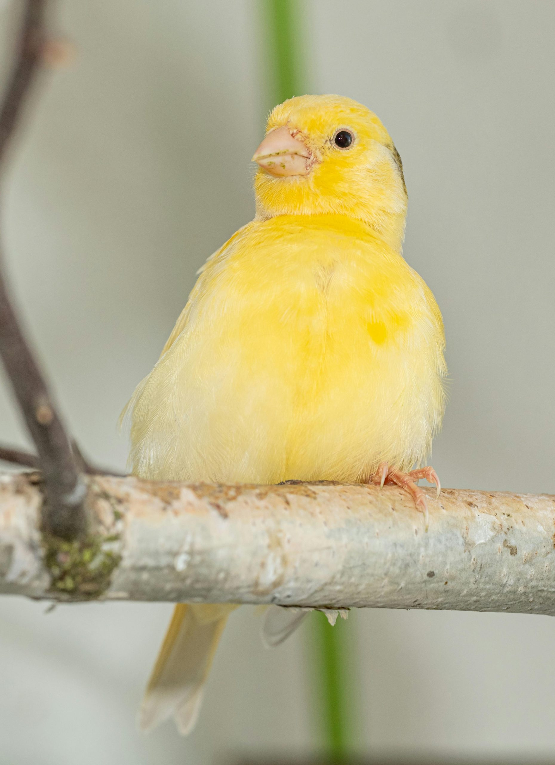 Canary Care Guide: Everything You Need to Know About Keeping Canaries ...
