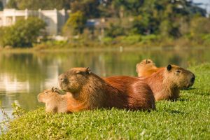 Capybara as Pets: Care Guide, Costs, Temperament & Everything You ...