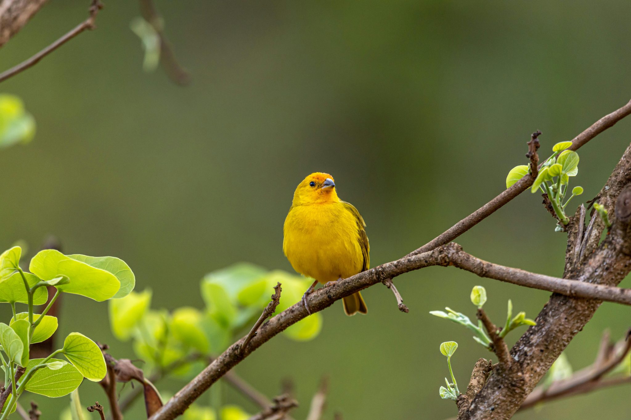 Canary Care Guide: Everything You Need to Know About Keeping Canaries ...