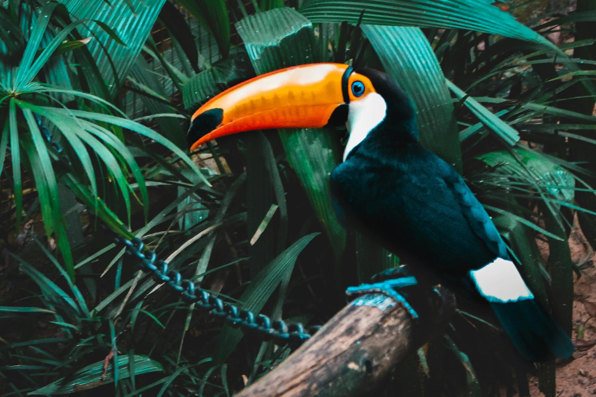 Toucan as a Pet: Care Guide, Costs, Diet & Temperament Explained - Pet ...