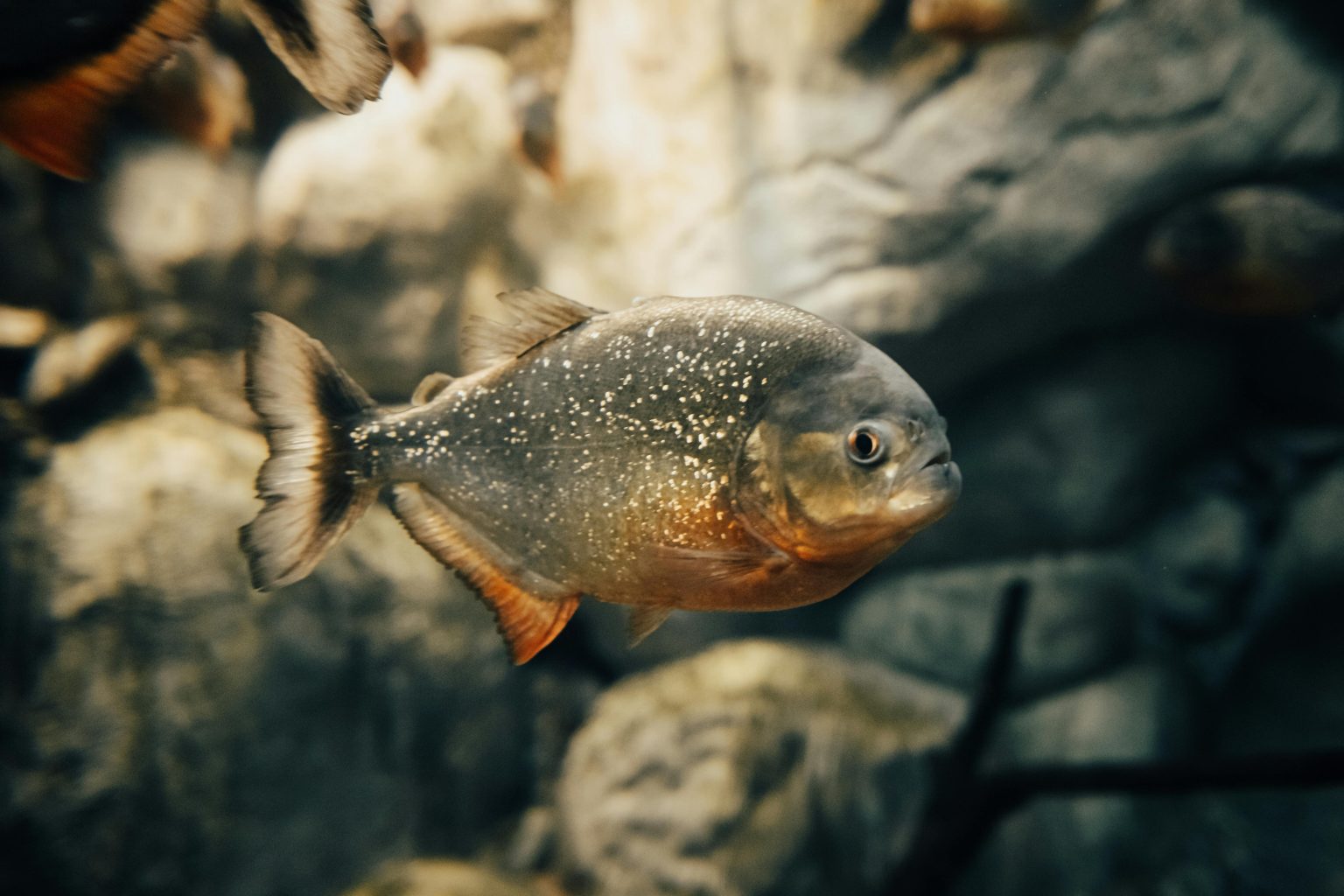 Piranha Care Guide: Costs, Tank Setup, Temperament & Ownership Tips ...