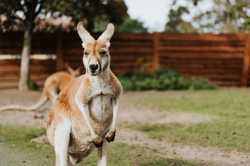 Kangaroo as a Pet: Care Guide, Costs, Behavior & Ownership Laws - Pet ...