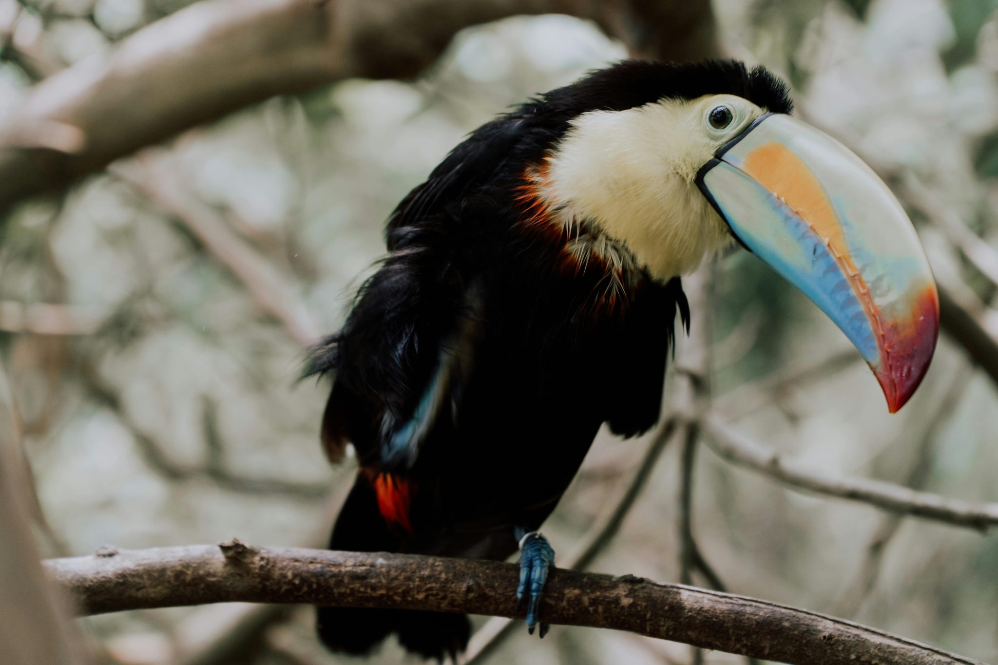 Toucan as a Pet: Care Guide, Costs, Diet & Temperament Explained - Pet ...