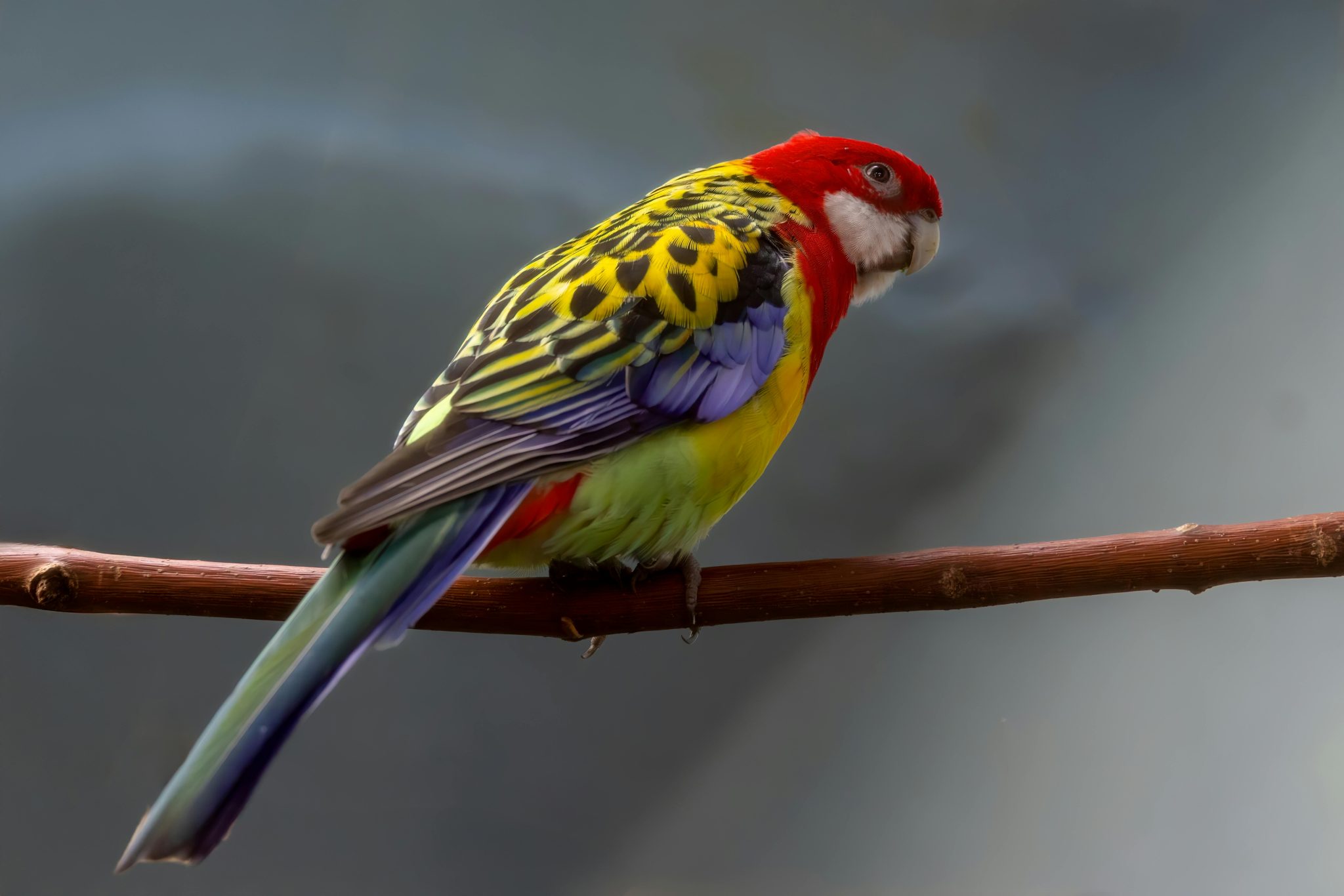 Rosella Parrot Care Guide: Everything You Need to Know About These ...