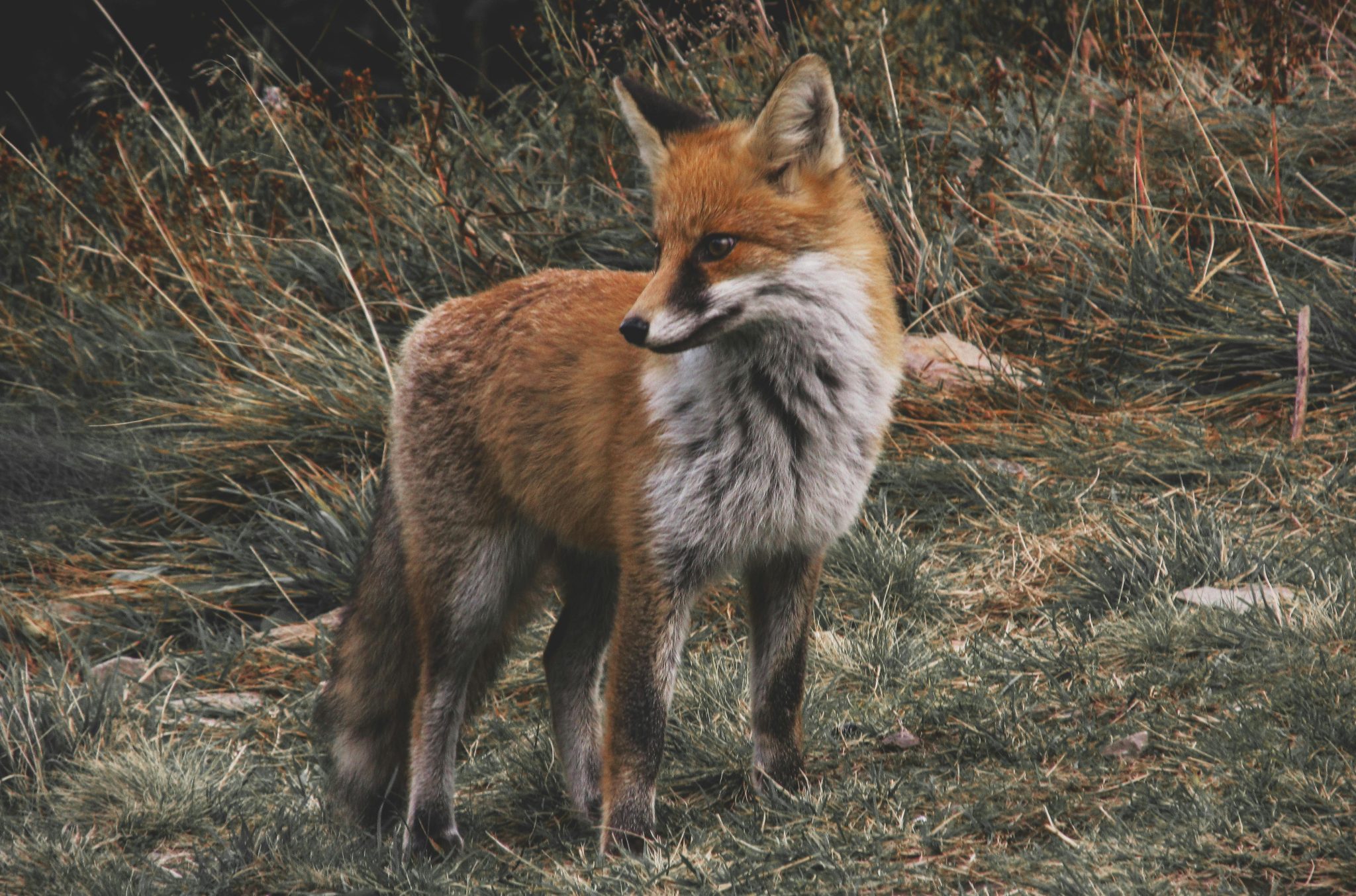 Fox as a Pet: Complete Care Guide, Costs, Legal Issues & Temperament ...