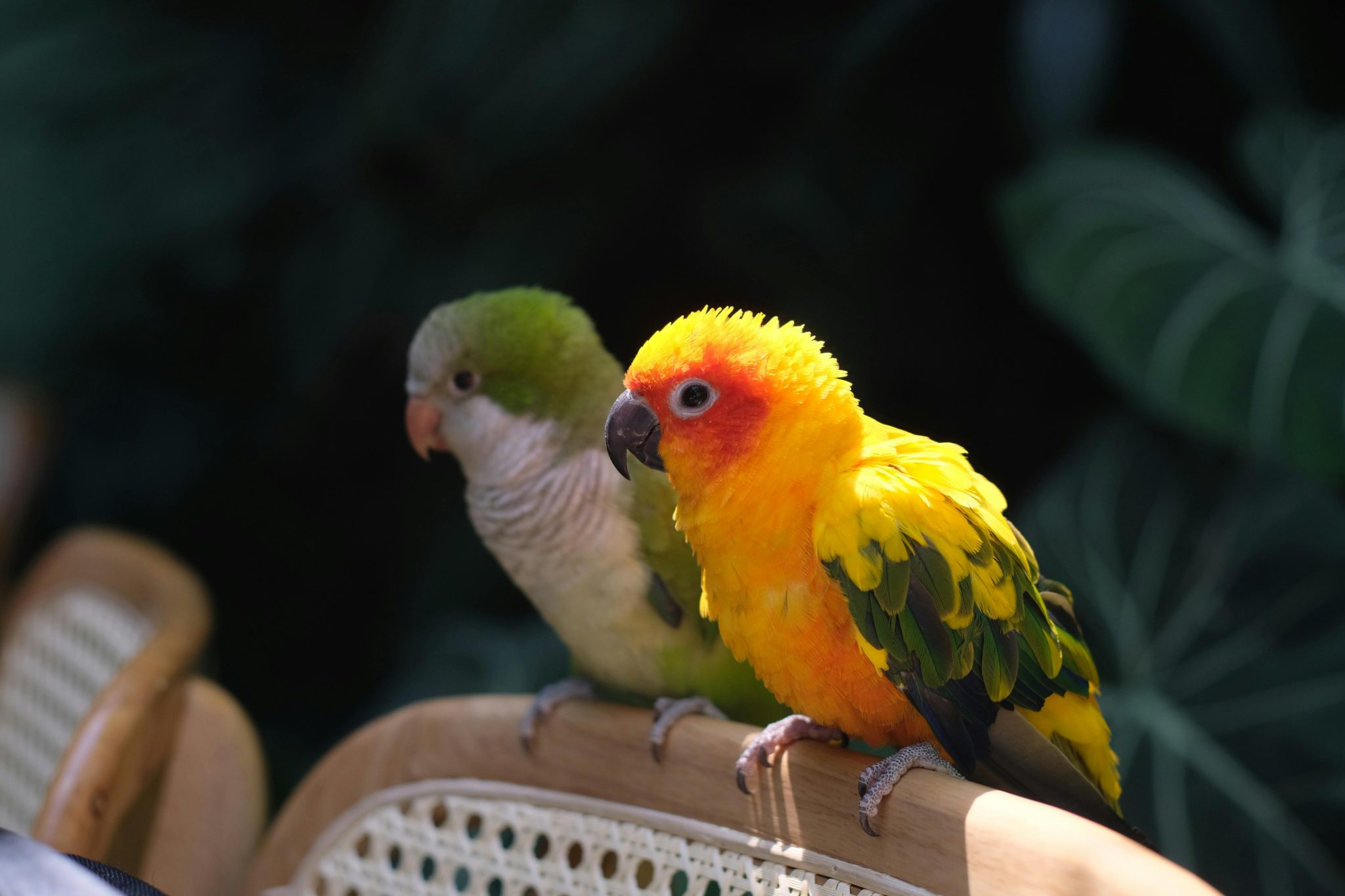 Conure Care Guide: Costs, Temperament, Lifespan & Everything You Need ...