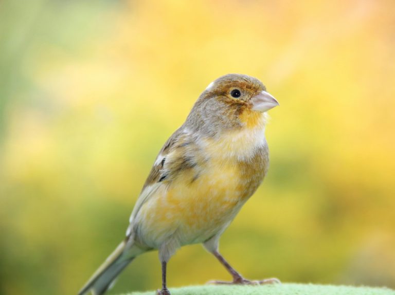 Canary Care Guide: Everything You Need to Know About Keeping Canaries ...
