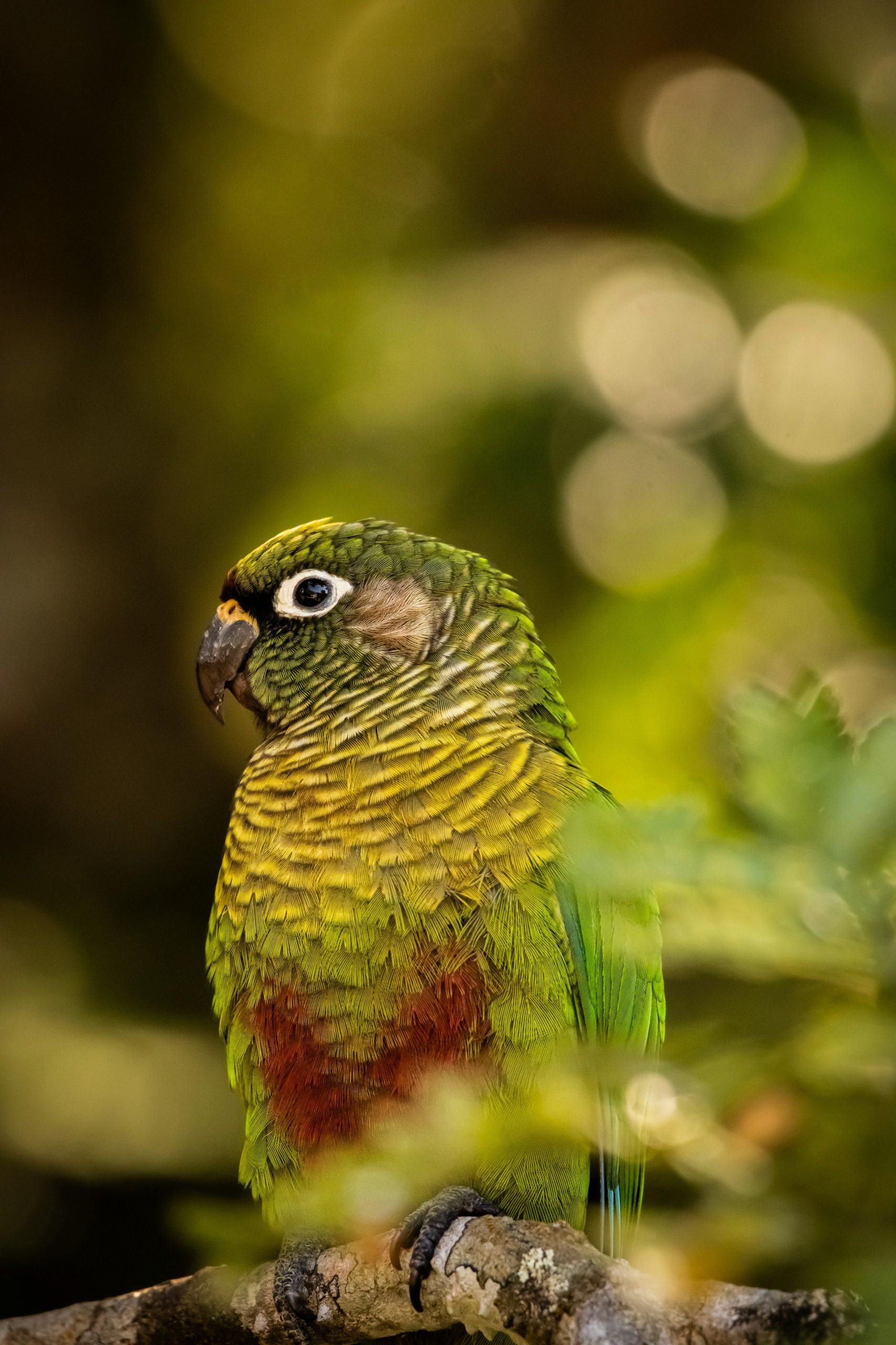 Conure Care Guide: Costs, Temperament, Lifespan & Everything You Need ...
