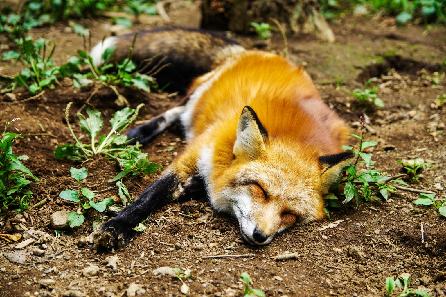 Fox as a Pet: Complete Care Guide, Costs, Legal Issues & Temperament ...