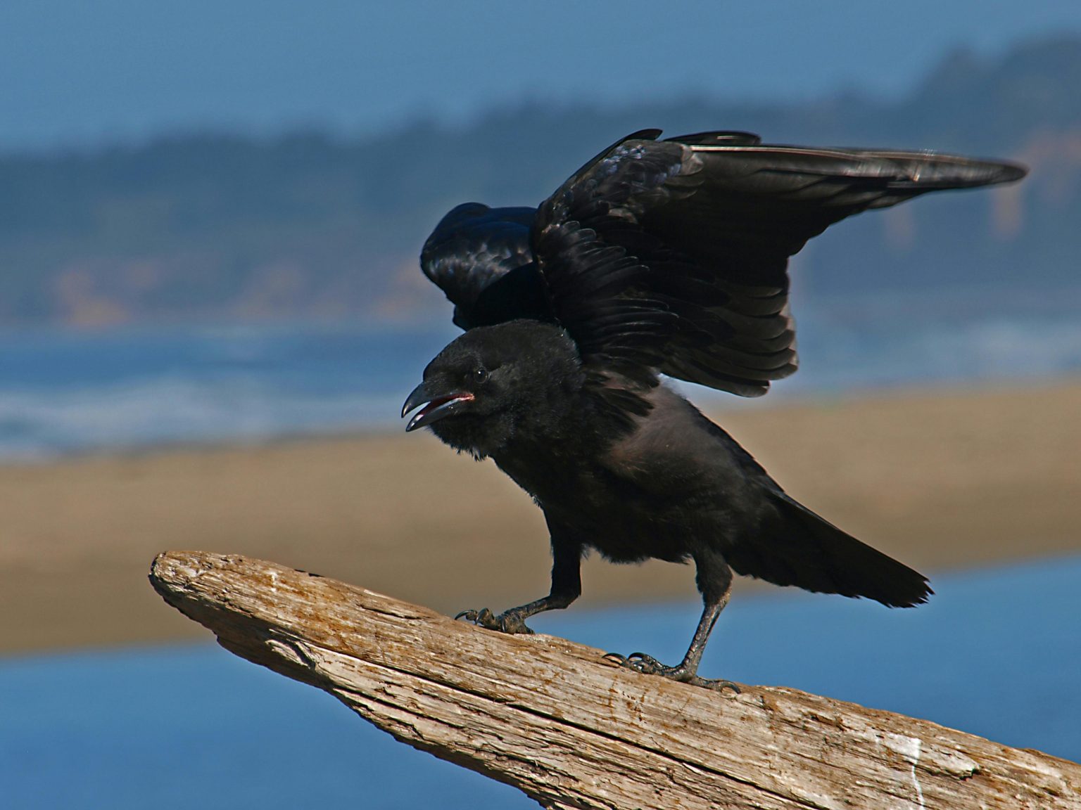 Raven as a Pet: Complete Care Guide, Temperament, Costs & Why They’re ...
