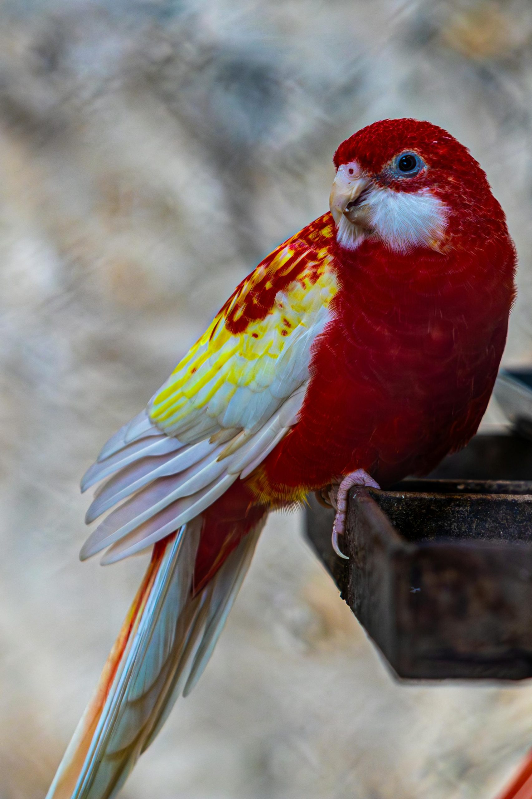 Rosella Parrot Care Guide: Everything You Need to Know About These ...