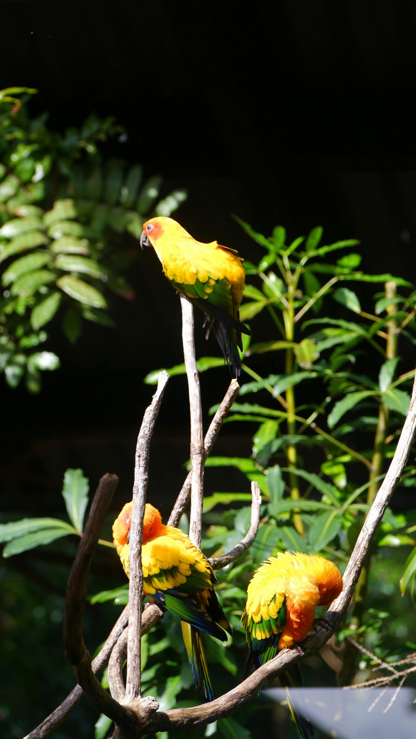 Conure Care Guide: Costs, Temperament, Lifespan & Everything You Need ...
