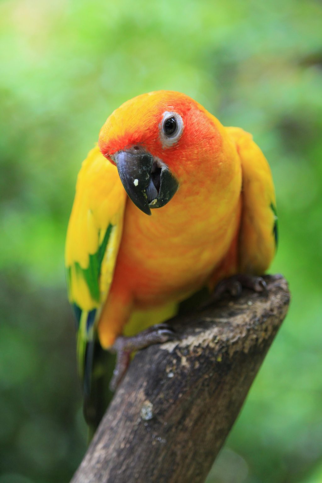 Conure Care Guide: Costs, Temperament, Lifespan & Everything You Need ...