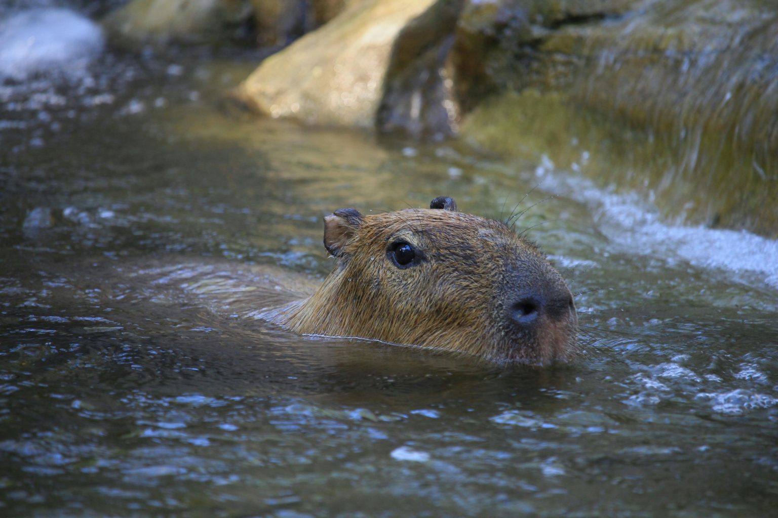 Capybara as Pets: Care Guide, Costs, Temperament & Everything You ...