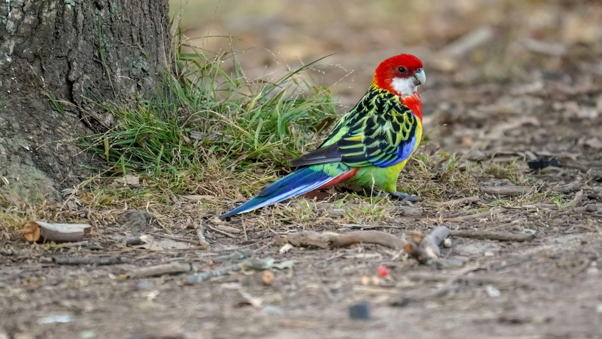 Rosella Parrot Care Guide: Everything You Need to Know About These ...