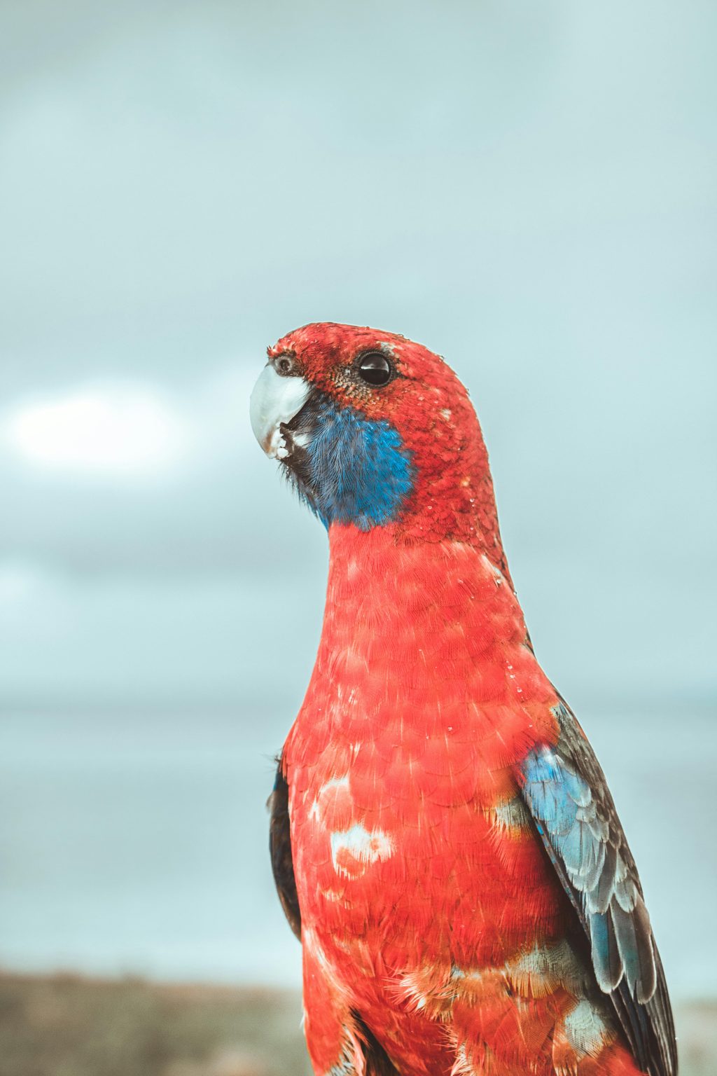 Rosella Parrot Care Guide: Everything You Need to Know About These ...
