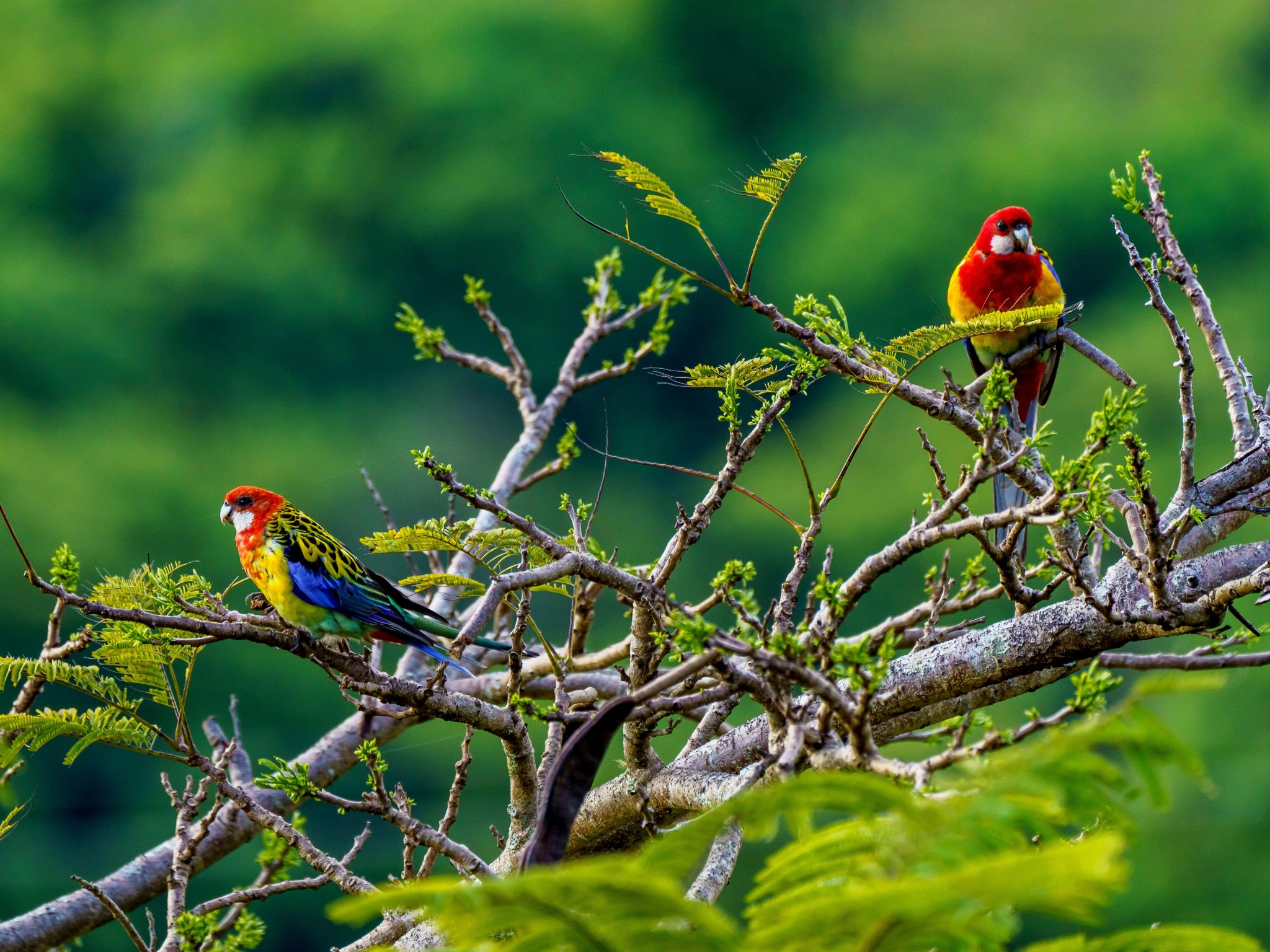 Rosella Parrot Care Guide: Everything You Need to Know About These ...