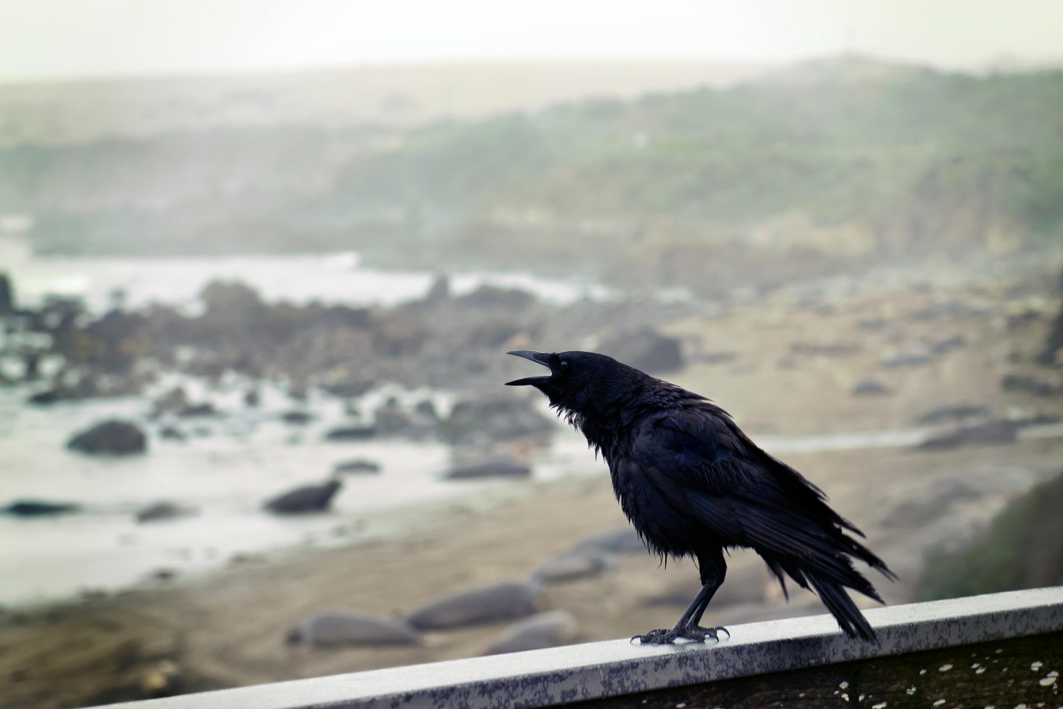 Raven as a Pet: Complete Care Guide, Temperament, Costs & Why They’re ...