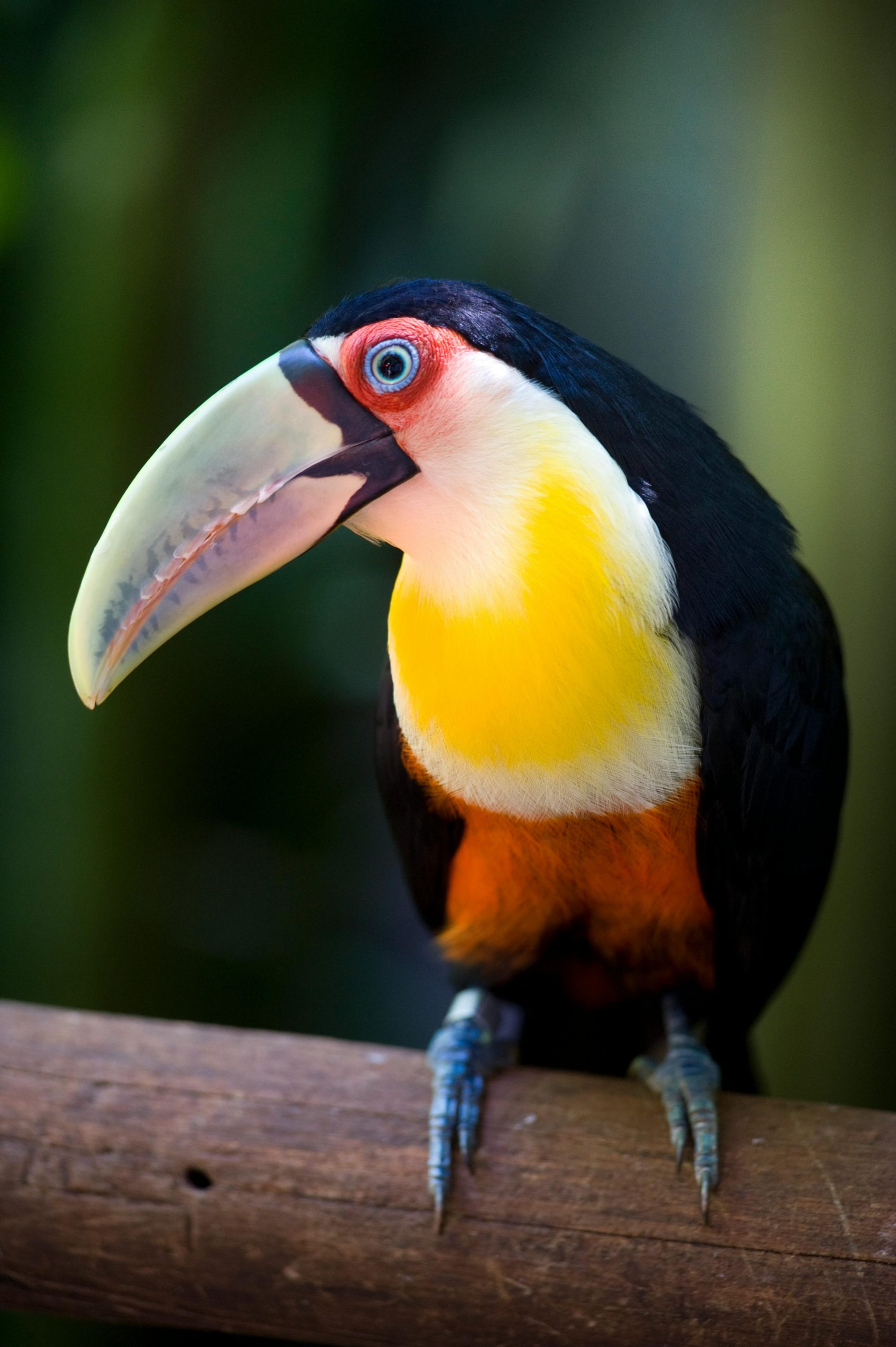 Toucan as a Pet: Care Guide, Costs, Diet & Temperament Explained - Pet ...
