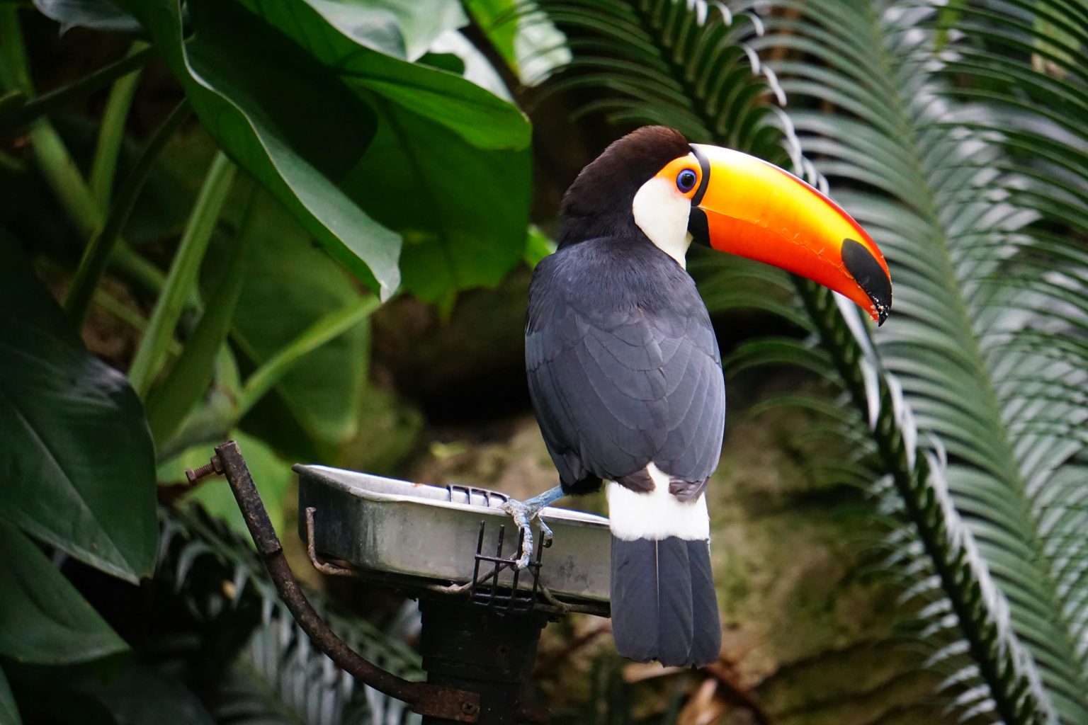 Toucan as a Pet: Care Guide, Costs, Diet & Temperament Explained - Pet ...
