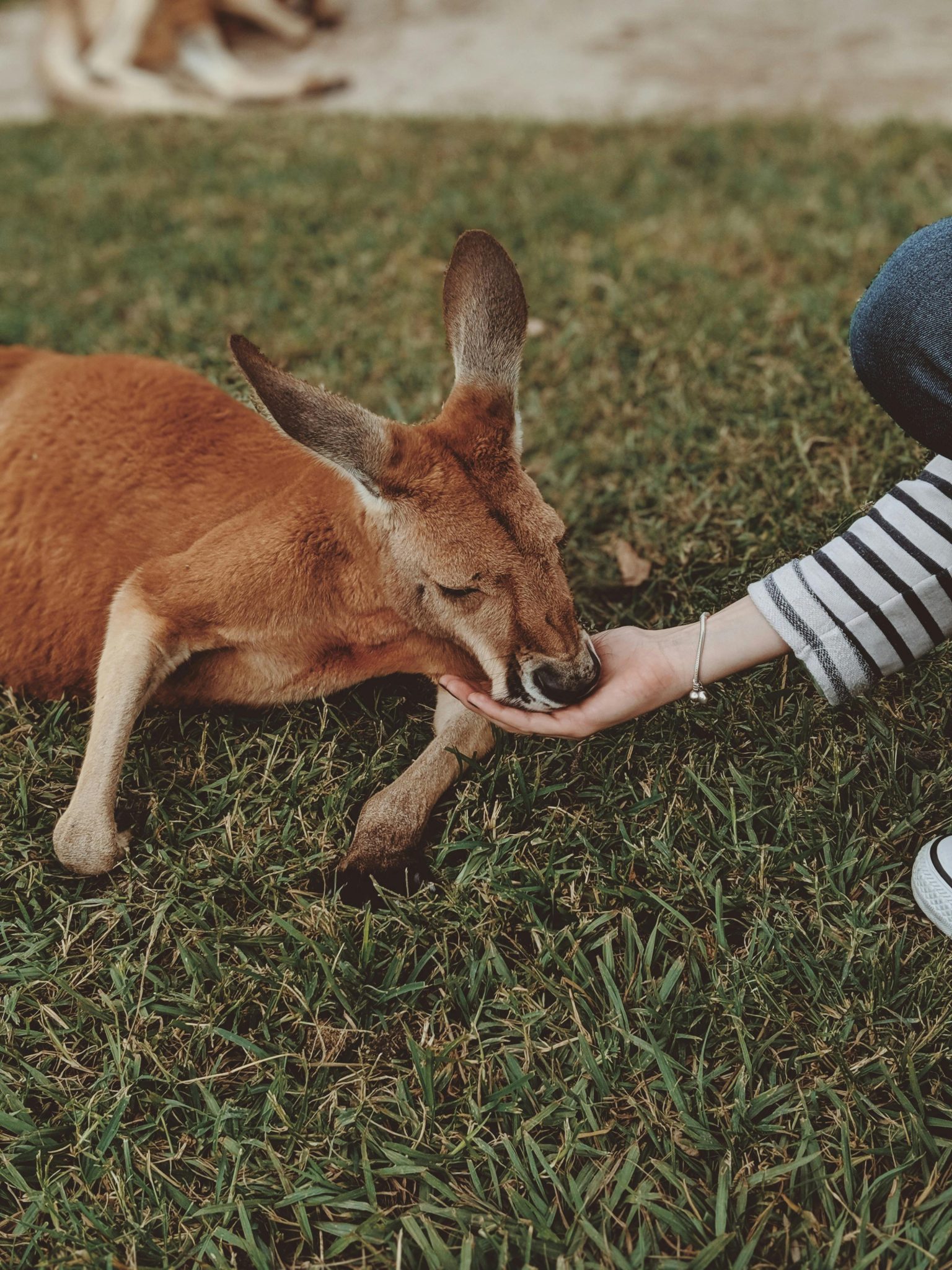 Kangaroo as a Pet: Care Guide, Costs, Behavior & Ownership Laws - Pet ...