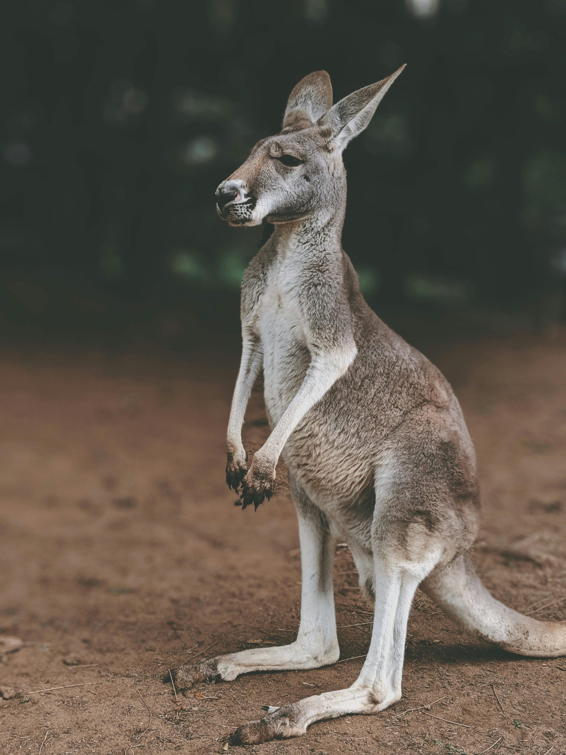 Kangaroo as a Pet: Care Guide, Costs, Behavior & Ownership Laws - Pet ...