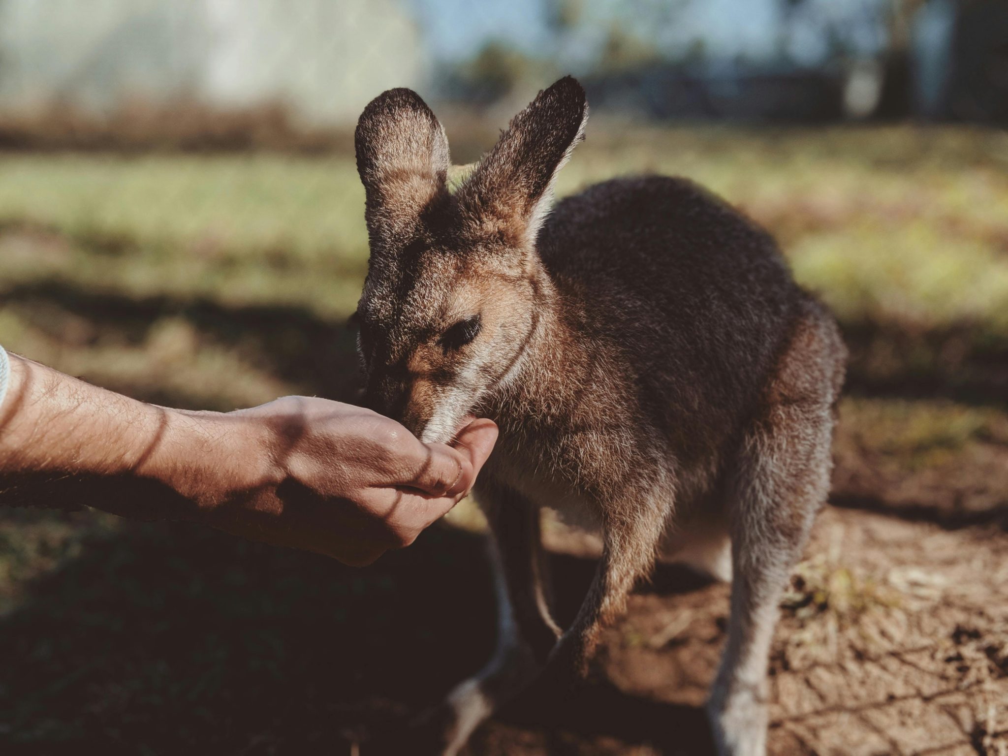 Kangaroo as a Pet: Care Guide, Costs, Behavior & Ownership Laws - Pet ...