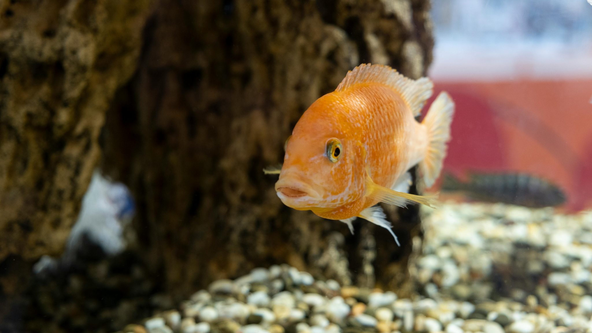 Cichlid Fish Care: Tank Setup, Diet, Types & Complete Beginner Guide ...