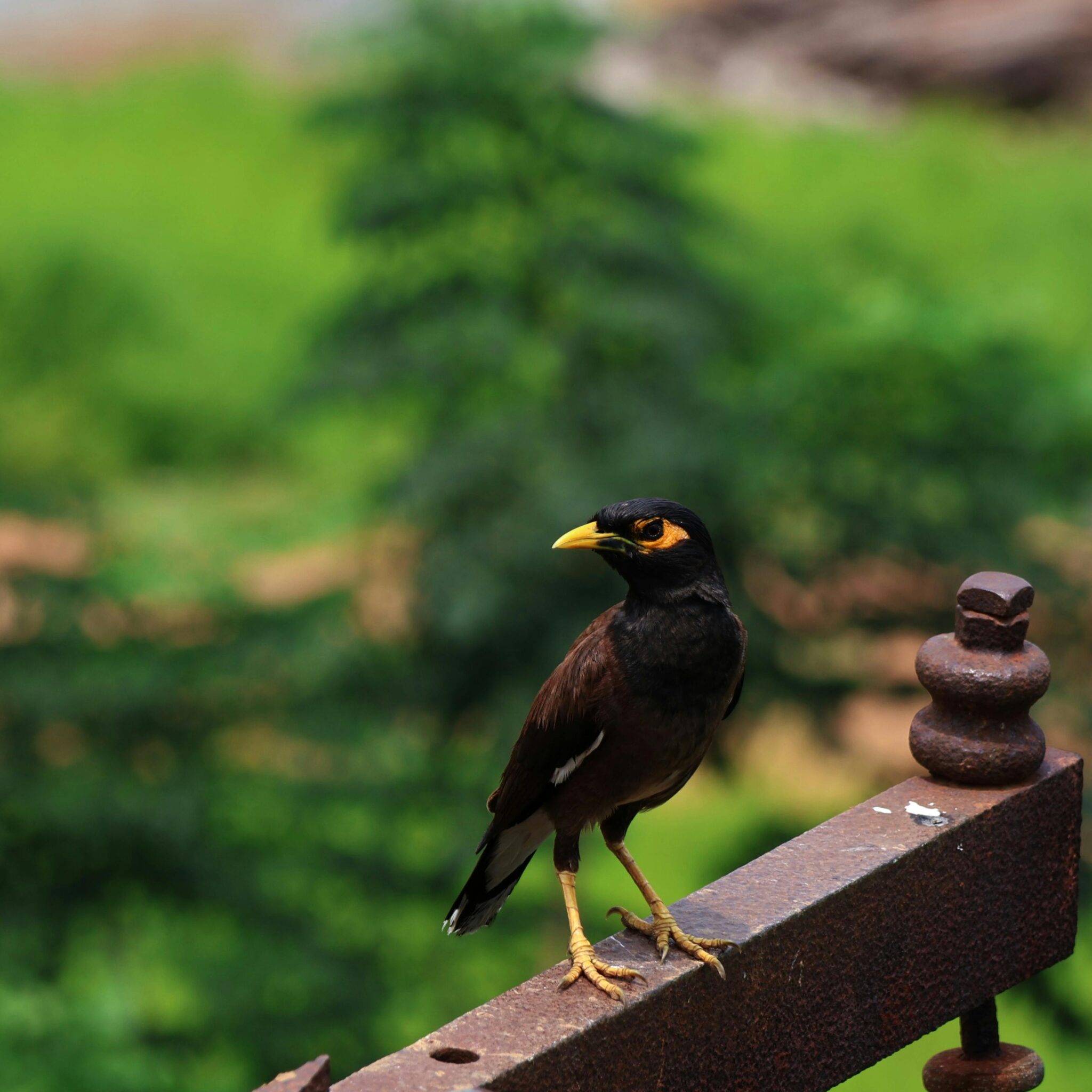 Myna Bird Care Guide: Everything to Know About Talking Mynas, Cost ...