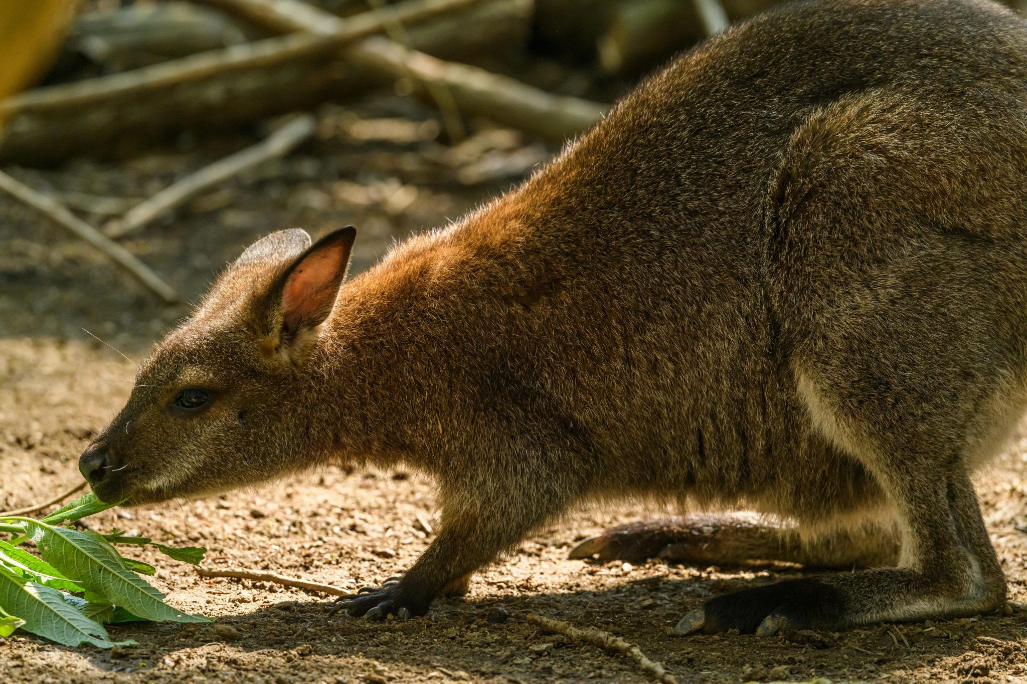 Wallaby as a Pet: Complete Care Guide, Costs, Legal Issues & What to ...