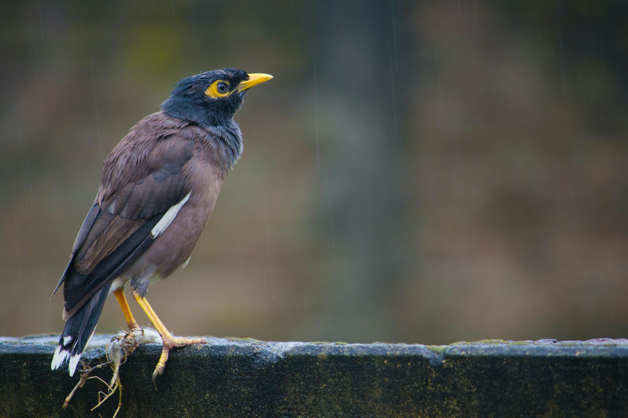 Myna Bird Care Guide: Everything to Know About Talking Mynas, Cost ...