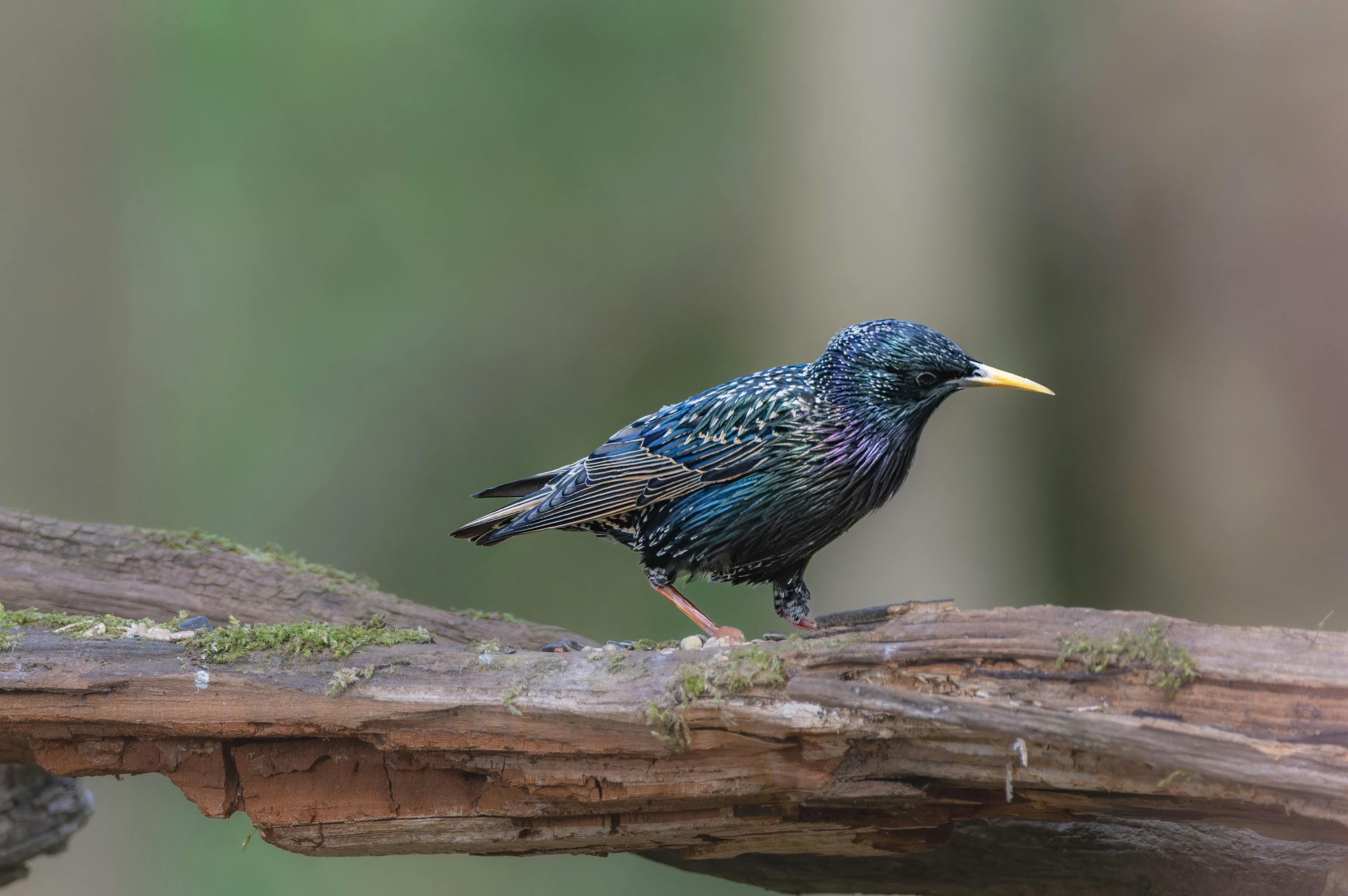 Starling Care Guide: Diet, Behavior, Lifespan, Costs & Pet Ownership ...