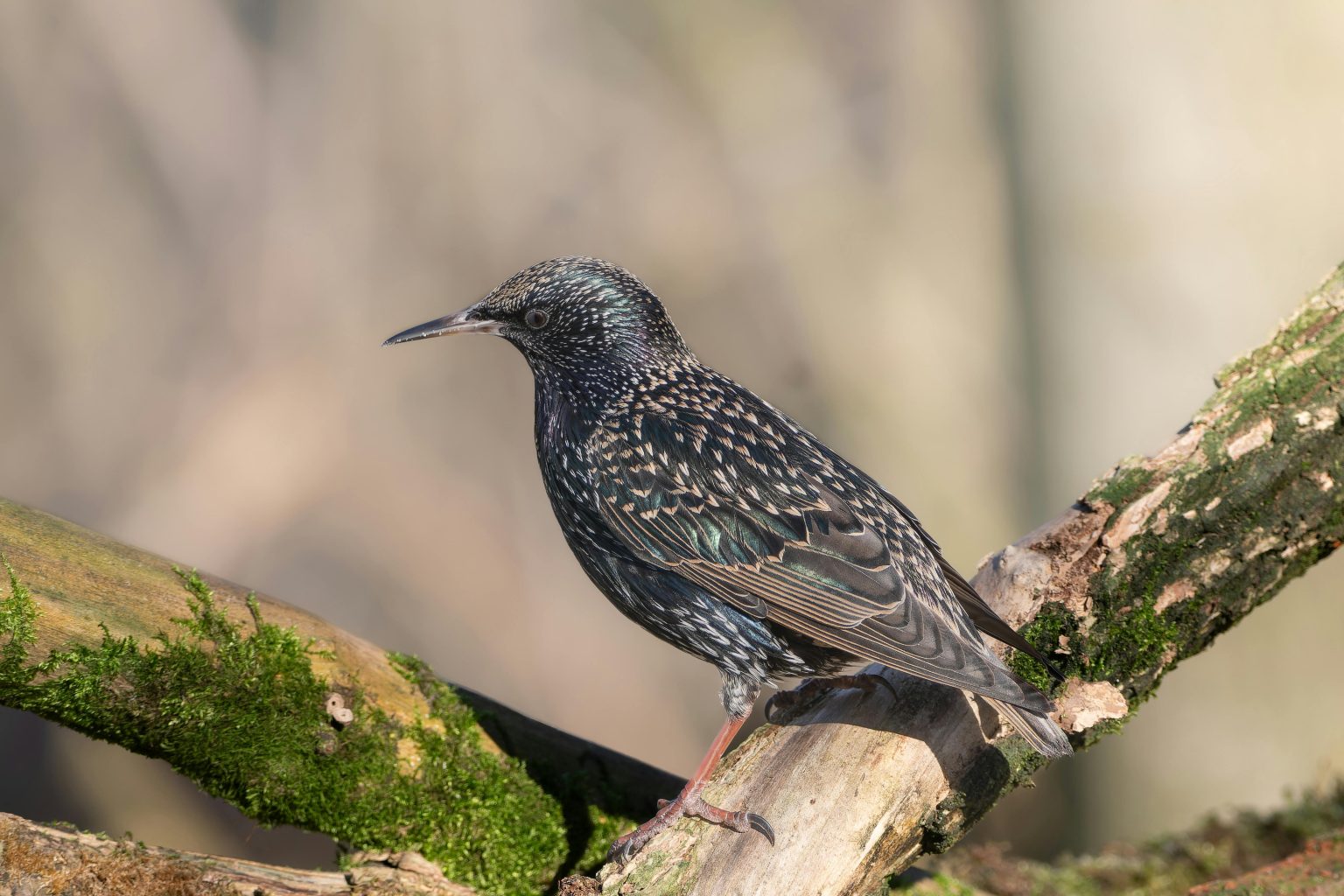 Starling Care Guide: Diet, Behavior, Lifespan, Costs & Pet Ownership ...