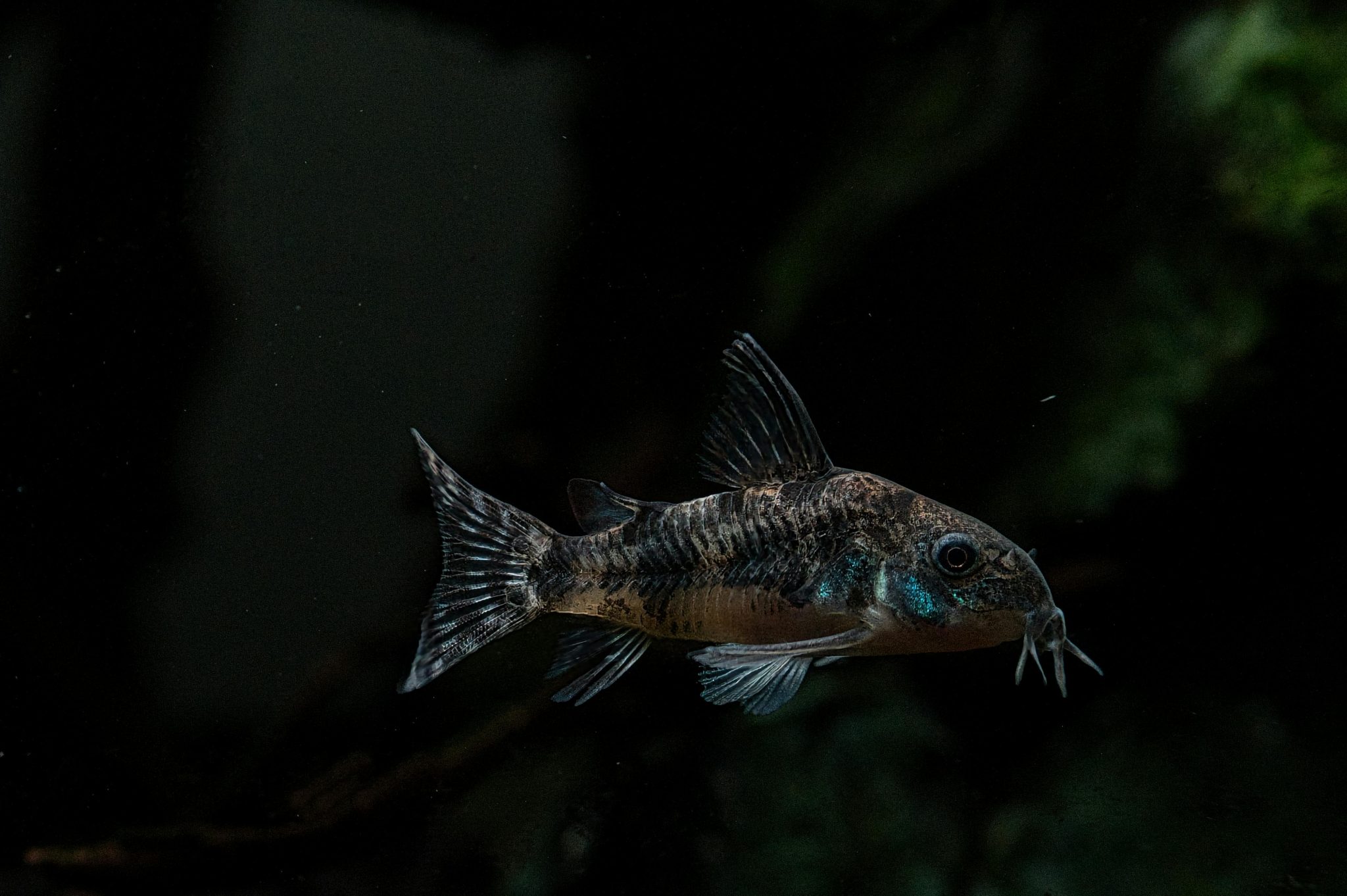 Corydoras Catfish Care Guide: Tank Setup, Diet, and Best Species for ...