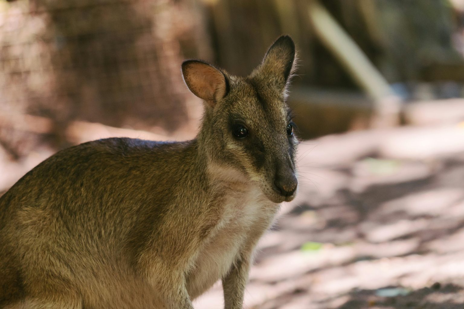 Wallaby as a Pet: Complete Care Guide, Costs, Legal Issues & What to ...