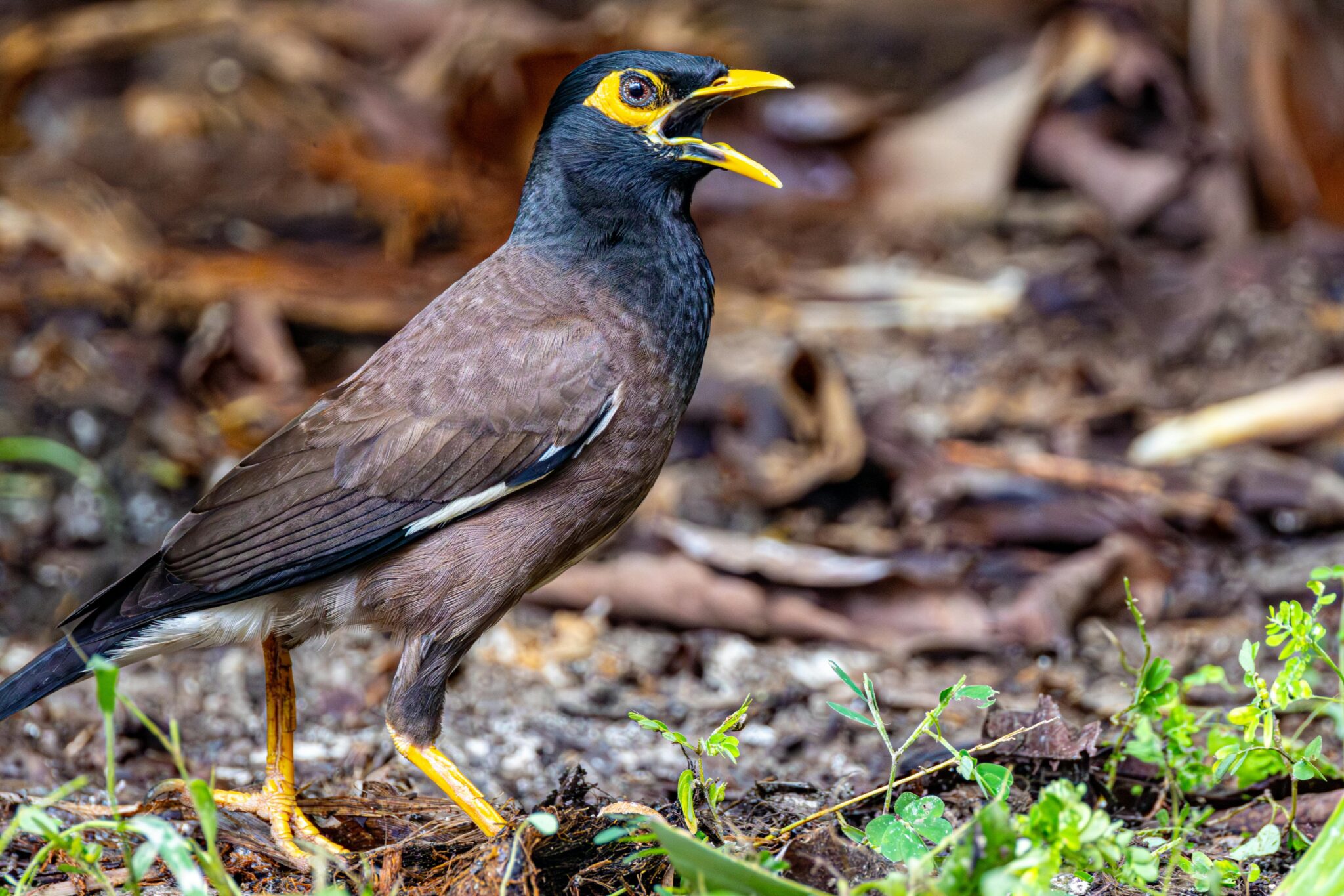 Myna Bird Care Guide: Everything to Know About Talking Mynas, Cost ...