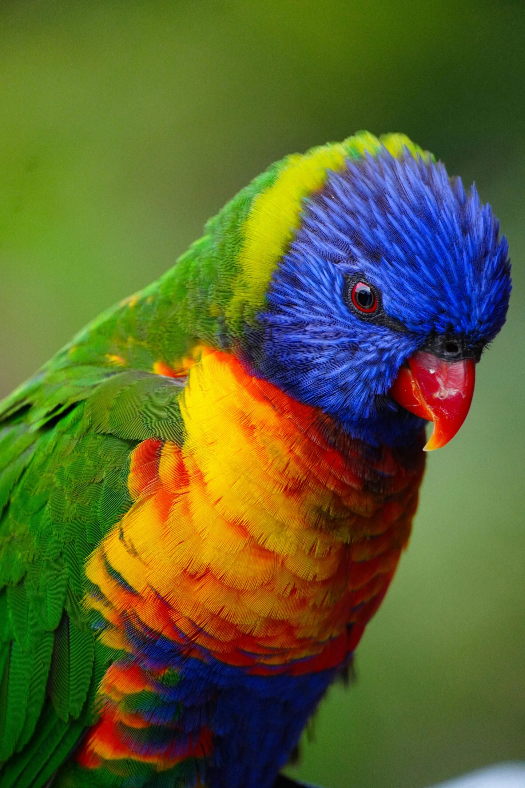 Rainbow Lorikeet Care Guide: Everything You Need to Know About Owning ...