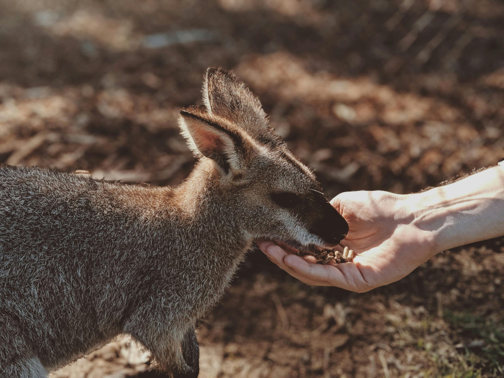 Wallaby as a Pet: Complete Care Guide, Costs, Legal Issues & What to ...