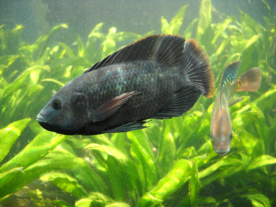 Tilapia Care Guide: Complete Setup, Costs, and Aquaponics for Beginners ...