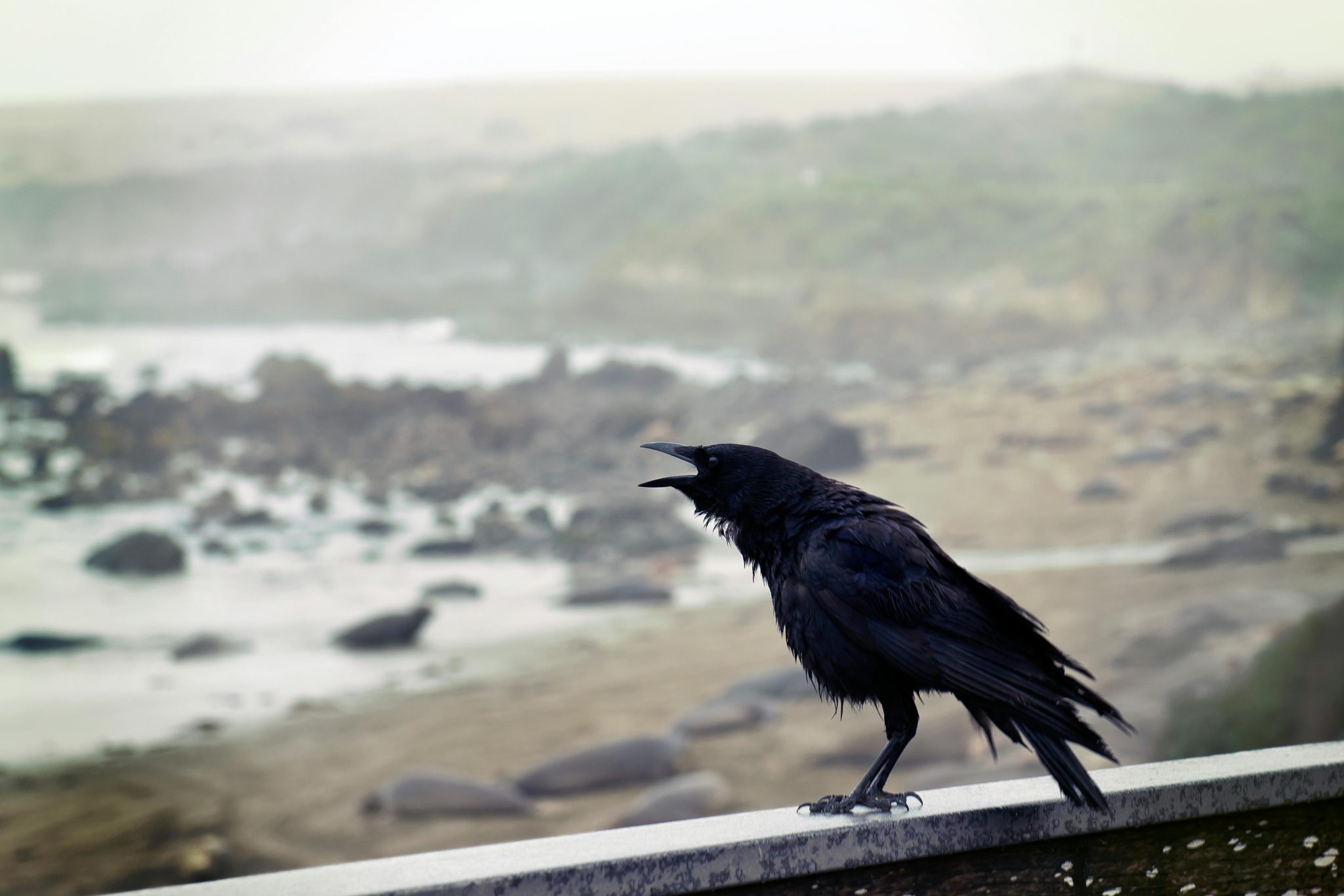 How to Befriend a Crow: A Complete Guide to Building Wild Trust - Pet ...