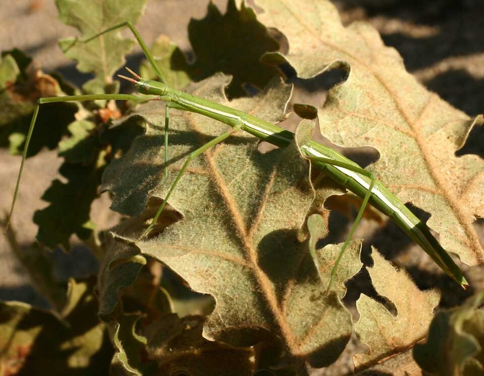 Stick Insect Care Guide: Costs, Enclosure Setup & Best Species for ...